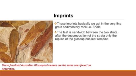 Fossil Ppt Ppt