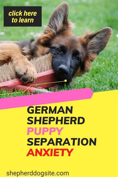 Puppy separation anxiety – Artofit