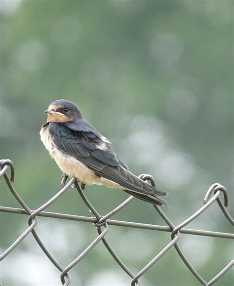 12 Spiritual Meanings Of Swallow Bird