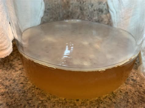 1 Week On My First Attempt At Growing A Scoby Is This Pretty Promising