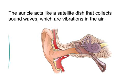 Otitis Media Pediatrics