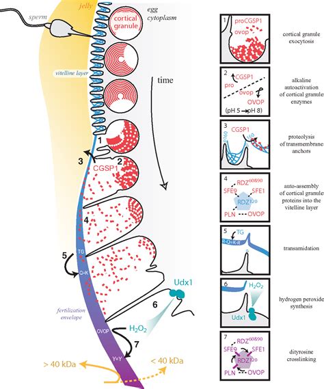 Figure 1 From Renovation Of The Egg Extracellular Matrix At Fertilization Semantic Scholar