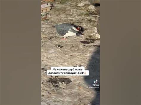 #біла_церква #голуби - YouTube