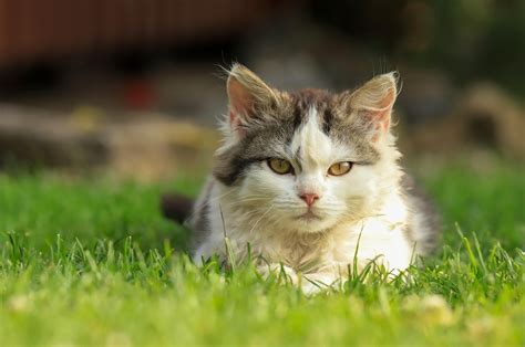100 000 Free Cat Hd And Cat Images Pixabay
