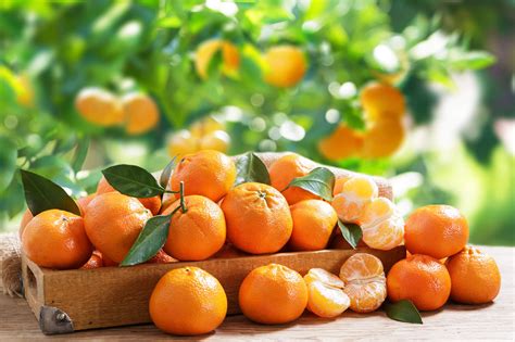 Mandarin Orange Health Benefits Uses Growing Tips