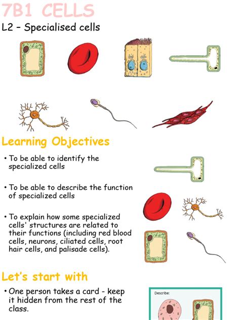 7b1 Cells L2 Specialised Cells Pdf Cell Biology Fertilisation