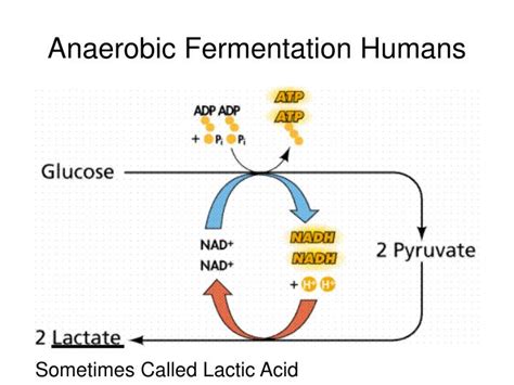 Anaerobic Yeast Fermentation At Keith Orr Blog