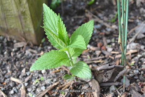 Is This Stinging Nettle Or Catnip In The Plant Id Forum
