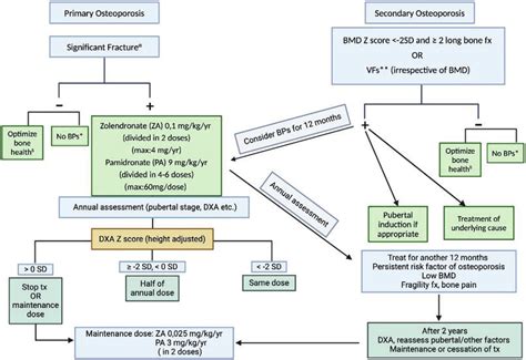Treatment Algorithm In Primary And Secondary Osteoporosis α Vertebral Download Scientific