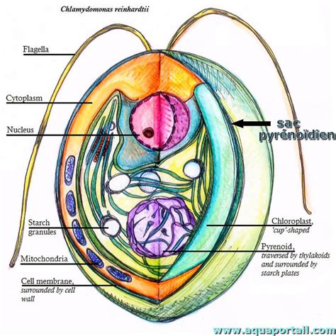 Sac Pyrénoïdien Définition Et Explications Sac Pyrénoïdien Définition Et Explications