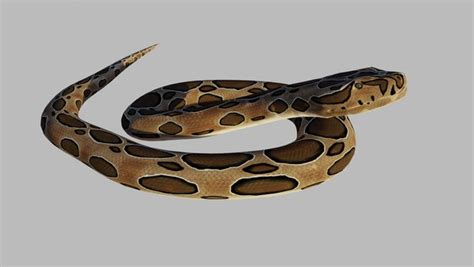 Russel Viper Low Poly Game Ready Rigged Modelo 3d Turbosquid 2076745