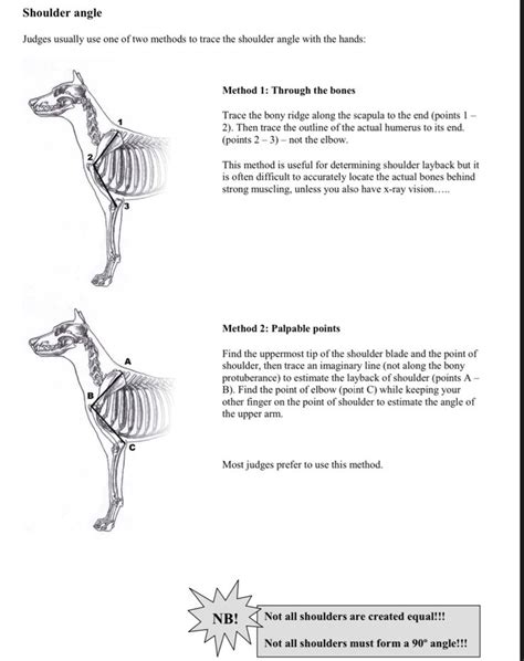 Front Assembly Shoulder Angle Dog Anatomy Mixed Breed Dogs Dog