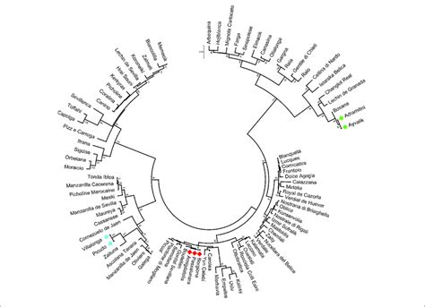 Circle Dendrogram Obtained By Mega7 Software With Neighbor Joining