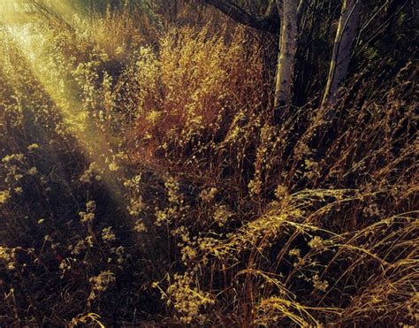 Premium Photo Close Up Of Grassland