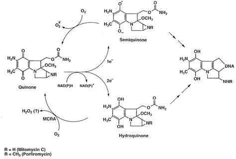 Reductionoxidation Pathways Of The Mitomycins Download Scientific
