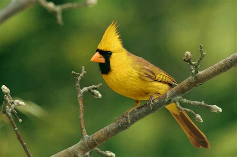 🔥 Yellow Cardinal Due To Mutation R Natureisfuckinglit