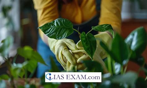 Clean Plant Programme Upsc