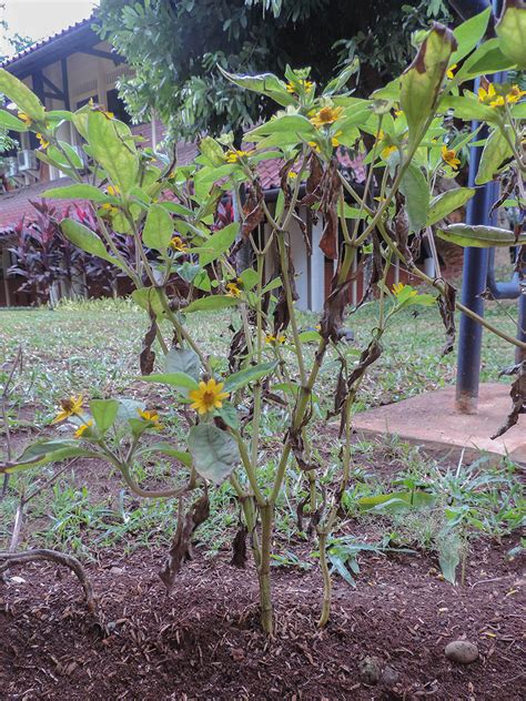 Melampodium Divaricatum Asteraceae