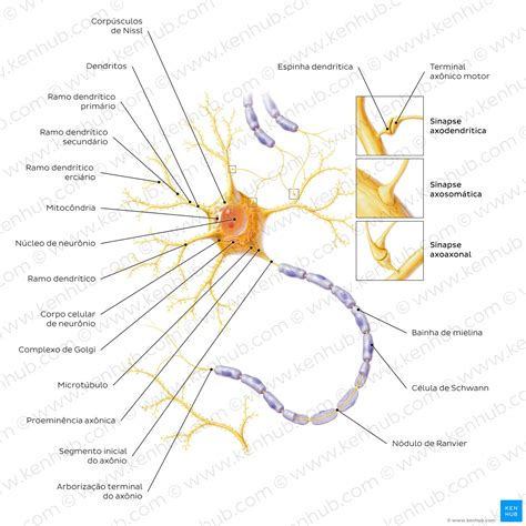 Nódulos De Ranvier Estrutura E Função Kenhub