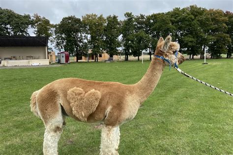 Alpaki Wielkopolska | Znajdź 10 alpakarni w Wielkopolsce