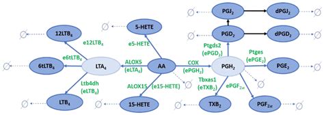 Processes Free Full Text Mathematical Modeling Of Eicosanoid