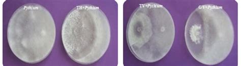 Antagonistic Potential Of Trichoderma Harzianum Th Gliocladium
