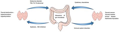Endocrine System Diseases