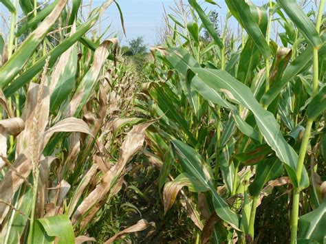 Northern Corn Leaf Blight Seen In Late Season Planted Sweet Corn Vegetable Growers News