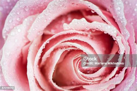 아름 다운 핑크 로즈 듀 근접 매크로의 드랍 섬세 한 장미 꽃잎은 나선형으로 폐쇄 됩니다 배경 그림 엽서 축 하 사랑에 대 한 설명 이슬에 대한 스톡 사진 및 기타 이미지