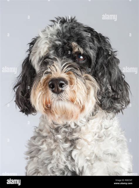 Cockapoo Black And Brown