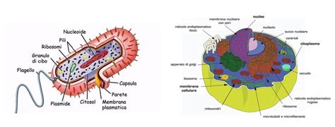 Disegno Della Membrana Nucleare