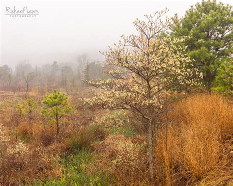 Spring Color Yes Spring Color In The New Jersey Pine Barrens