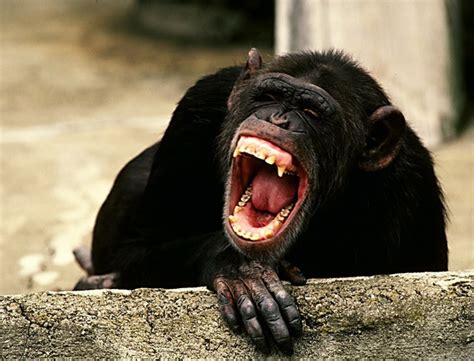 Adw Pan Troglodytes Information