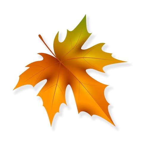Free Psd Realistic Fall Leaf Isolated