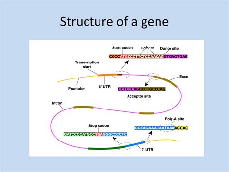 PPT Hidden Markov Models In BioInformatics PowerPoint Presentation Free Download ID