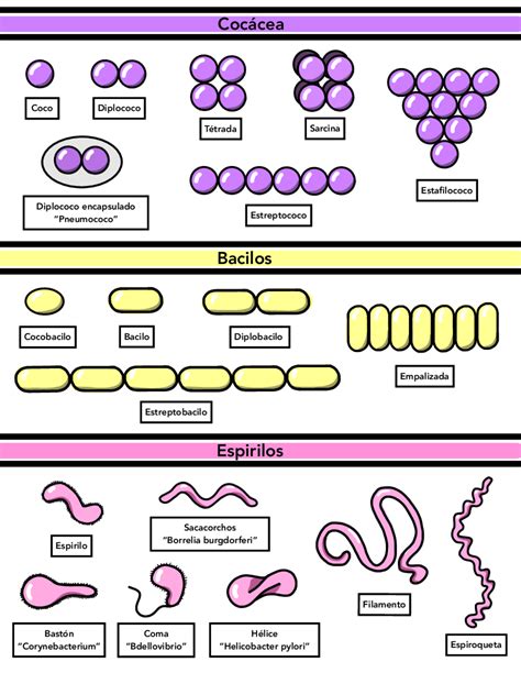 Tipos De Bacterias Nos Alimentos Os 9 Erros De Higiene Mais Comuns Na