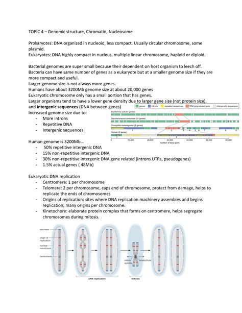 Topic 4 Chromatin Dna Replications Topic 4 Genomic Structure