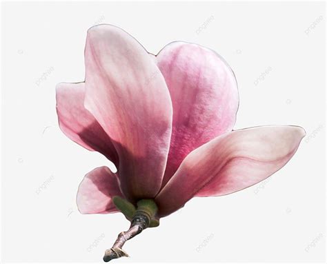 목련 꽃 핑크 목련 꽃 옥란화 핑크 목련 꽃들 Png 일러스트 및 이미지 에 대한 무료 다운로드 Pngtree Magnolia Flower Flowers