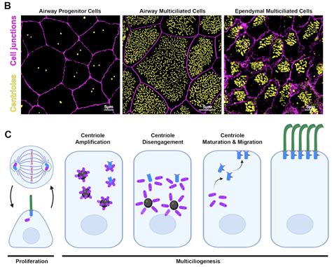 Our Review Titled Development Of A Multiciliated Cell Is Published In