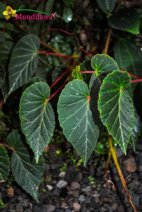 Begonia Sp Red Mundiflora