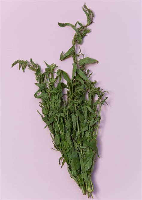 The Benefits Of Lemon Verbena SWEAT THE STYLE