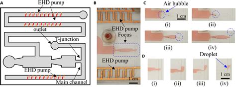 Flexible Electrohydrodynamic Fluid Driven Valveless Water Pump Via Immiscible Interface Cyborg