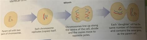 Biology Topic 1 Cell Biology Flashcards Quizlet