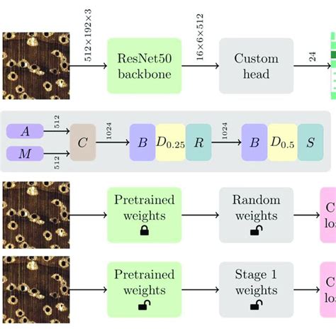 A The Cnn Architecture Comprises A Resnet50 Backbone With A Custom Download Scientific A The Cnn Architecture Comprises A Resnet50 Backbone With A Custom Download Scientific