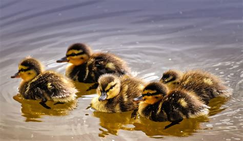 Mallard Ducklings Duck Free Photo On Pixabay