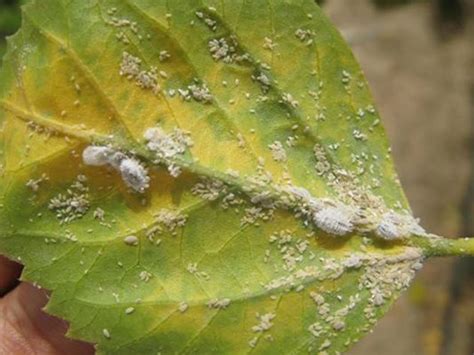 Листни въшки по цветята Български Фермер