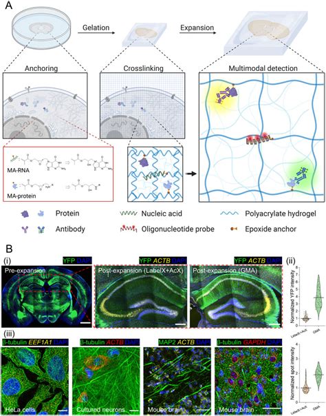 Expansion Microscopy Using A Single Anchor Molecule For High Yield Multiplexed Imaging Of