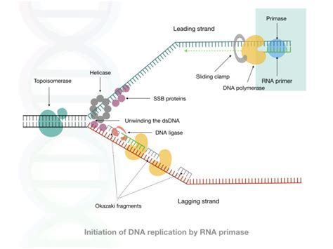 Comparison Between DNA Primer And RNA Primer