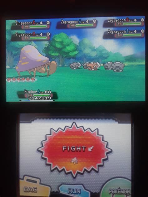 [6] Shiny Zigzagoon After 1350 Hordes R Shinypokemon