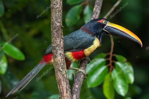 Aracari De Pico Ardiente Pteroglossus Frantzii Es Un Tucán Un Ave